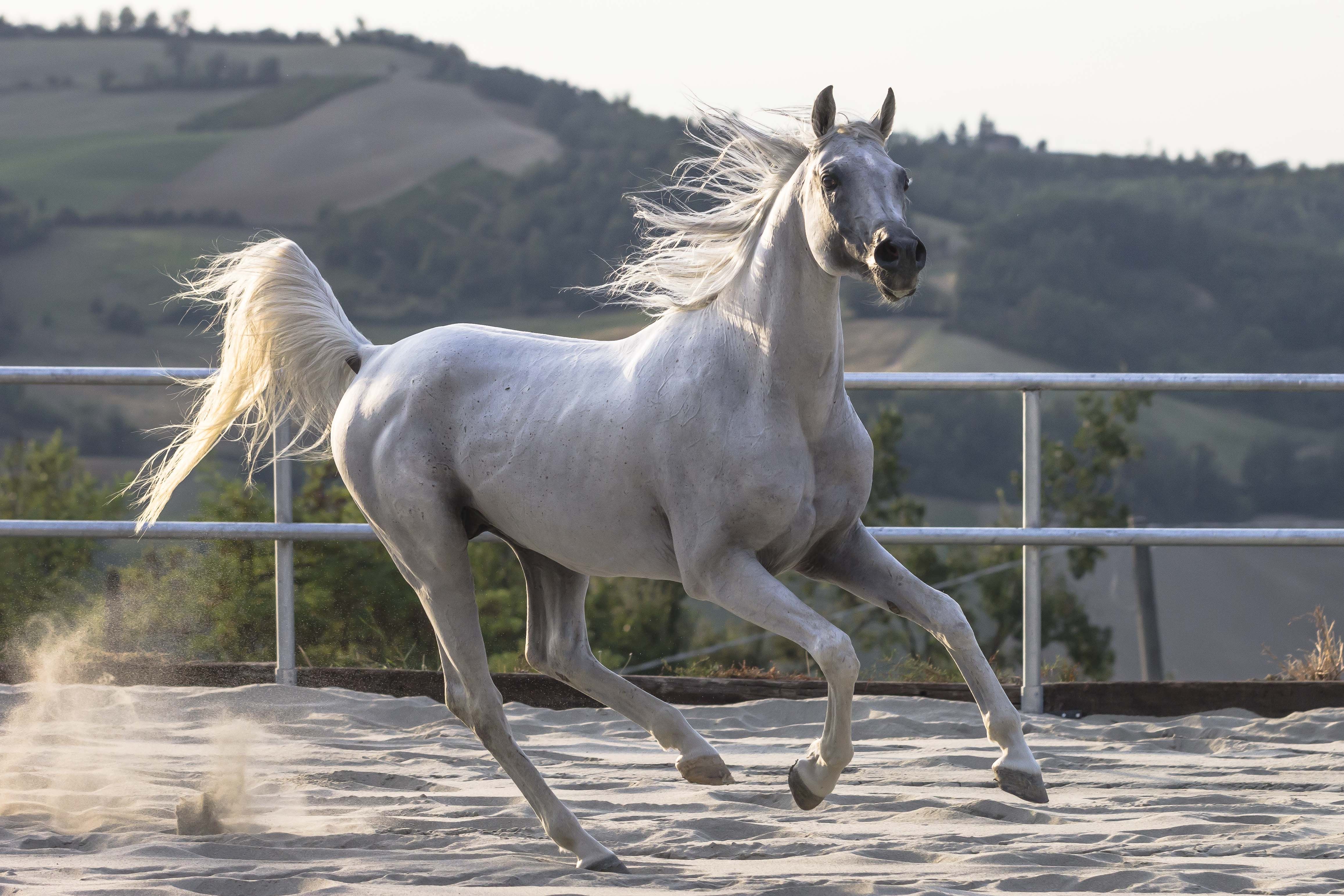 Stallone arabo - GAL ADEED PS - La Bosana Vendita Cavalli