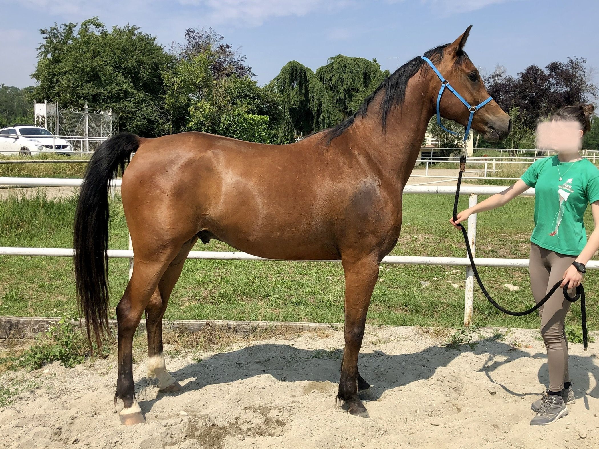 Priamo Bosana - La Bosana Vendita Cavalli